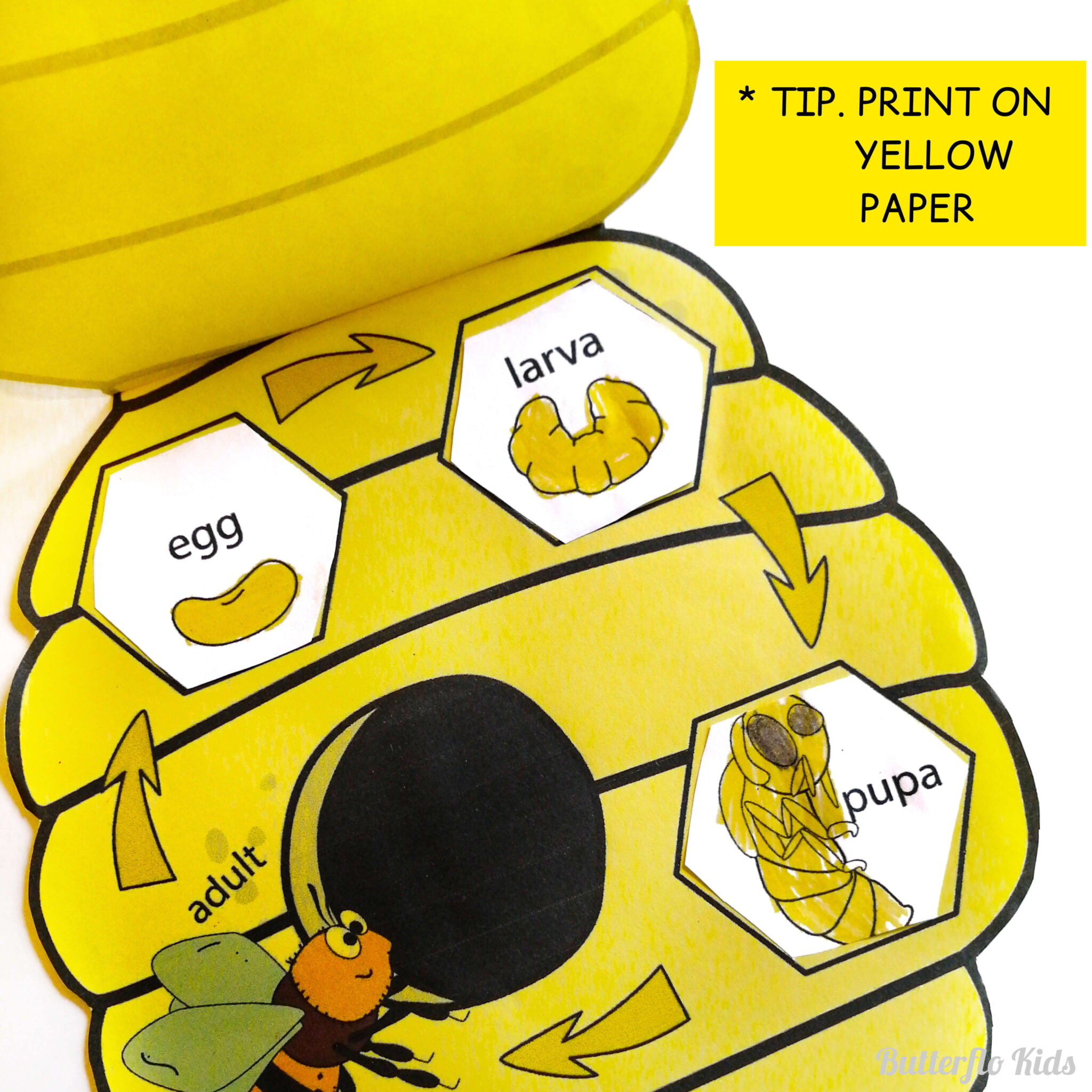 Bee Life Cycle Craft - Butterflo Kids