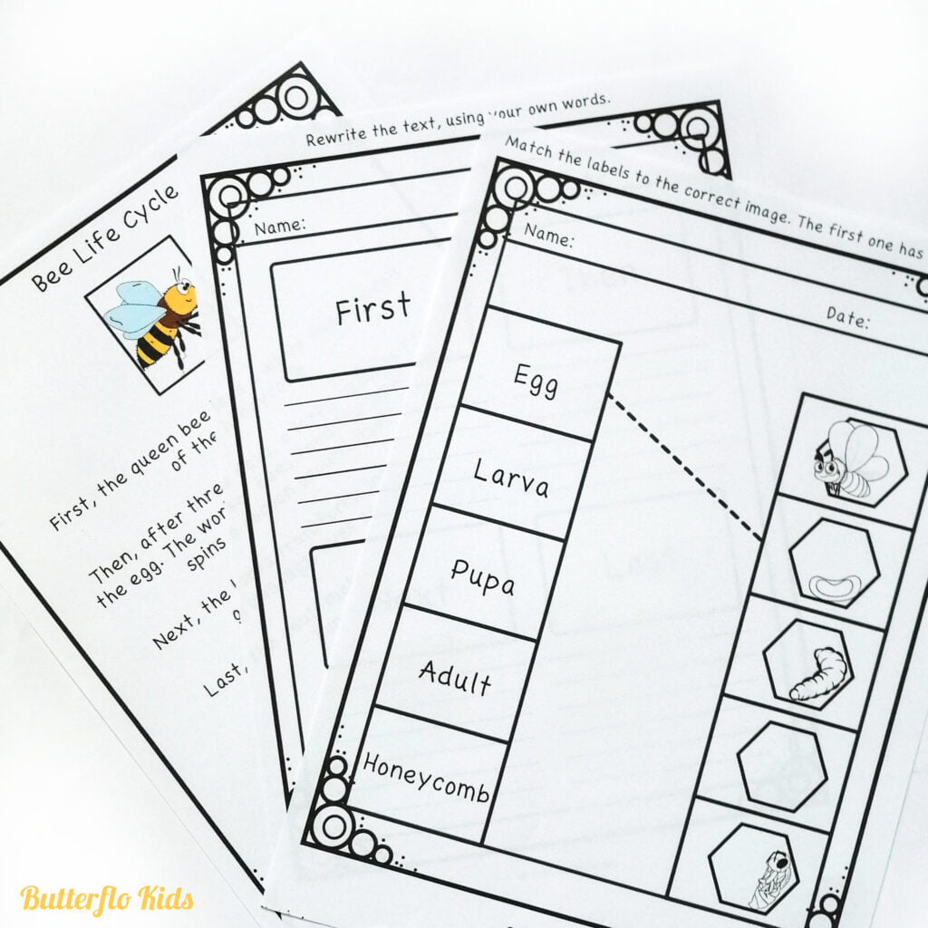 Bee Life Cycle Craft - Butterflo Kids
