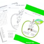 Parts of an Apple Craft - Butterflo Kids