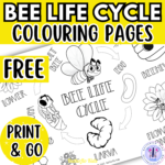 Bee Life Cycle Colouring Pages (FREE) - Butterflo Kids